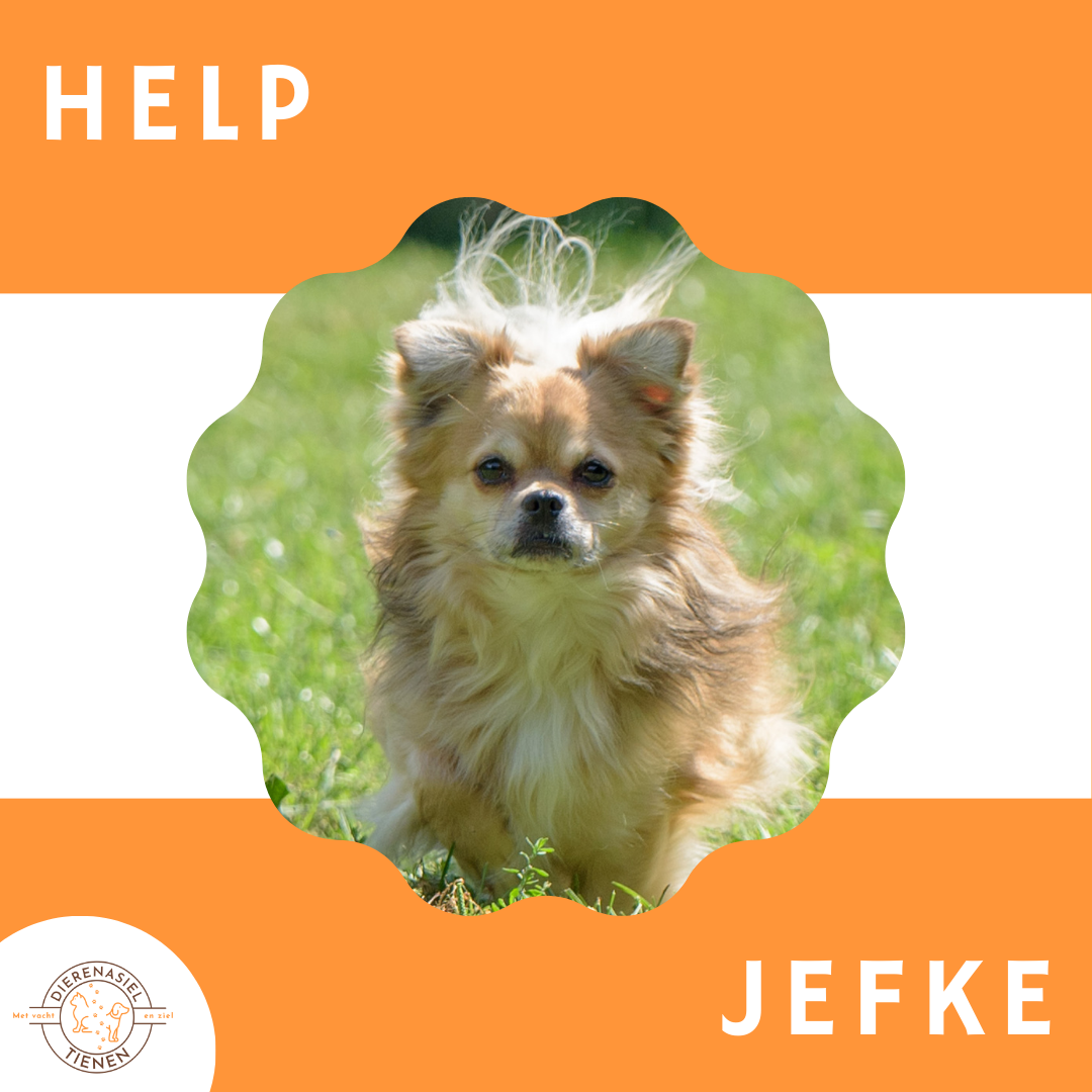 Operaties Jefke - Dierenasiel Tienen